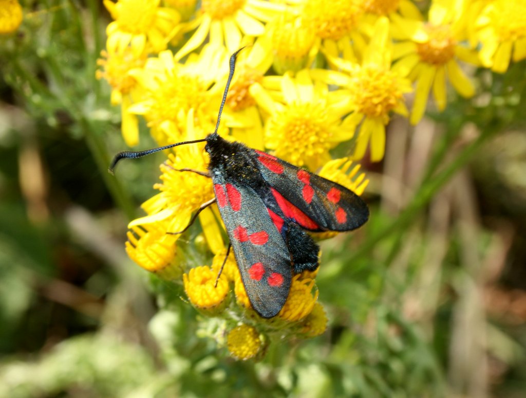A life at the shoreline. .. by Jeff Copner : Six-spot Burnet Moth