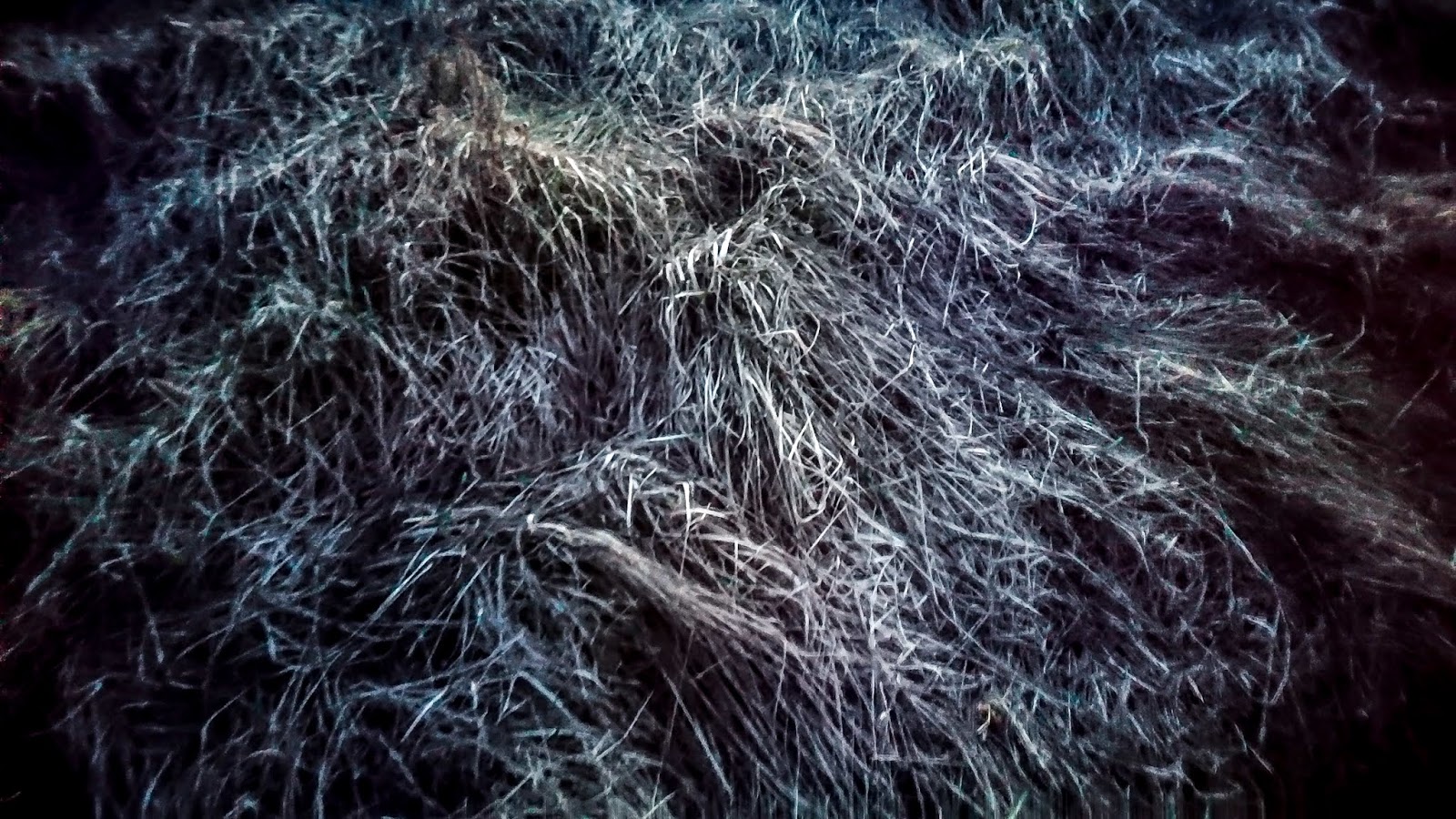 pointless walks to dismal places: 2019