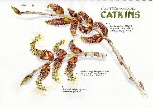 JeffCo Master Gardeners: The Catkins Cometh! by Carol King