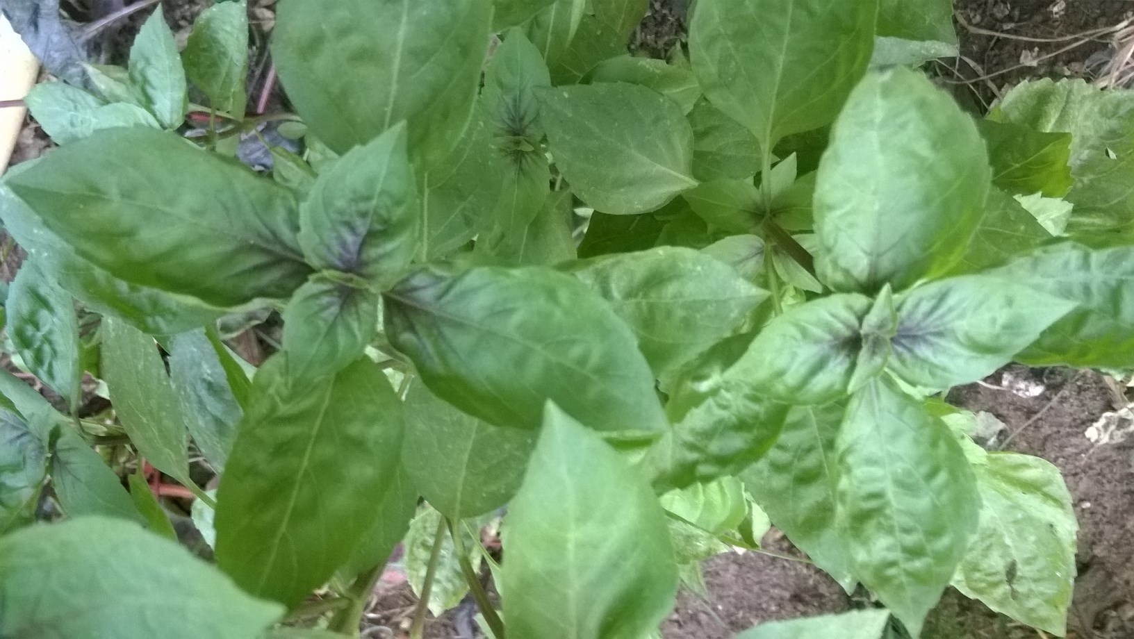 My Basil Photos