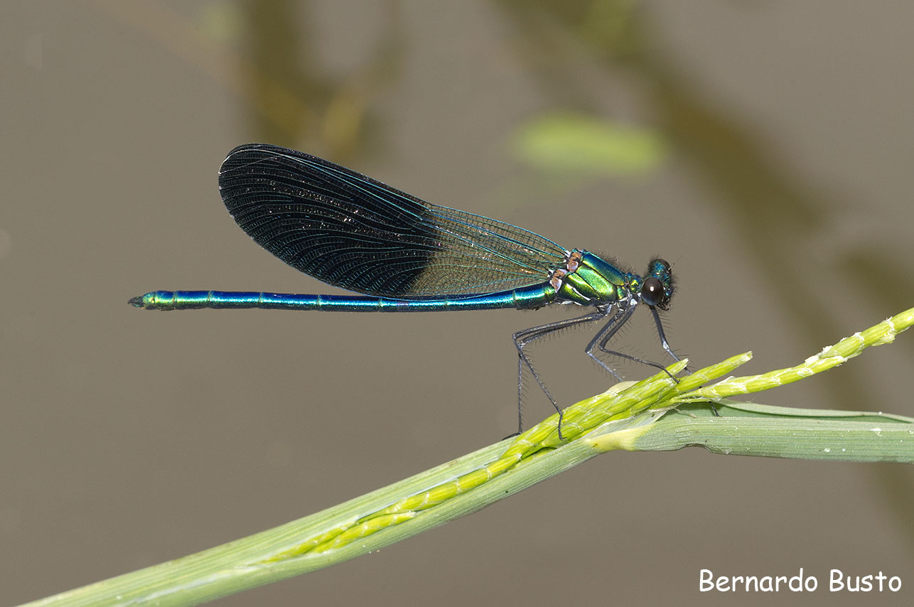 RÍA DE LA VILLA: Un historia de Caballitos