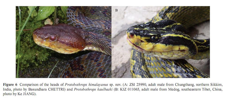 Species New to Science: [Herpetology • 2013] Protobothrops himalayanus ...