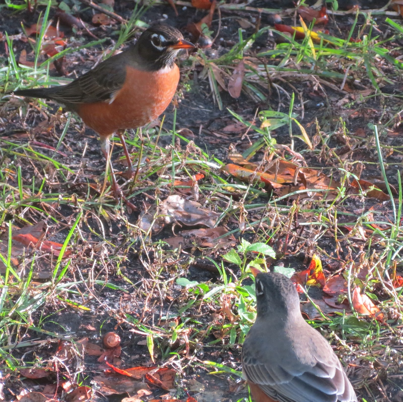 Angels for You: Showerful of Robins: An Angel Message