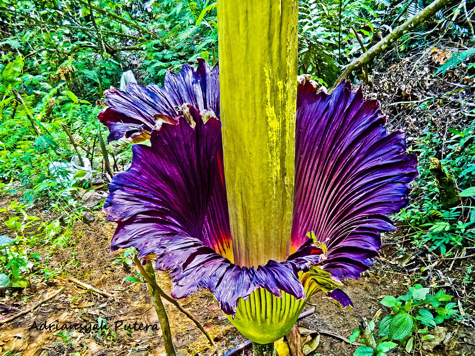 Virtual Adrian: Titan Arum – Bunga Tertinggi Di Dunia