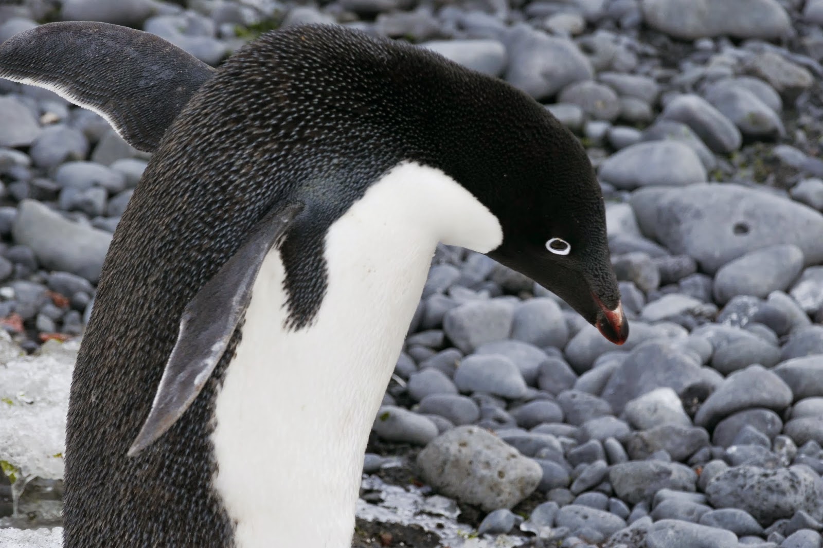 Follow North : The Brush-Tail Penguins of Antarctica