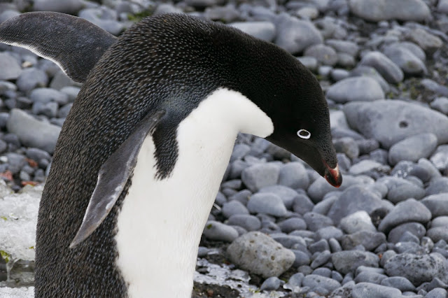 Follow North : The Brush-Tail Penguins of Antarctica