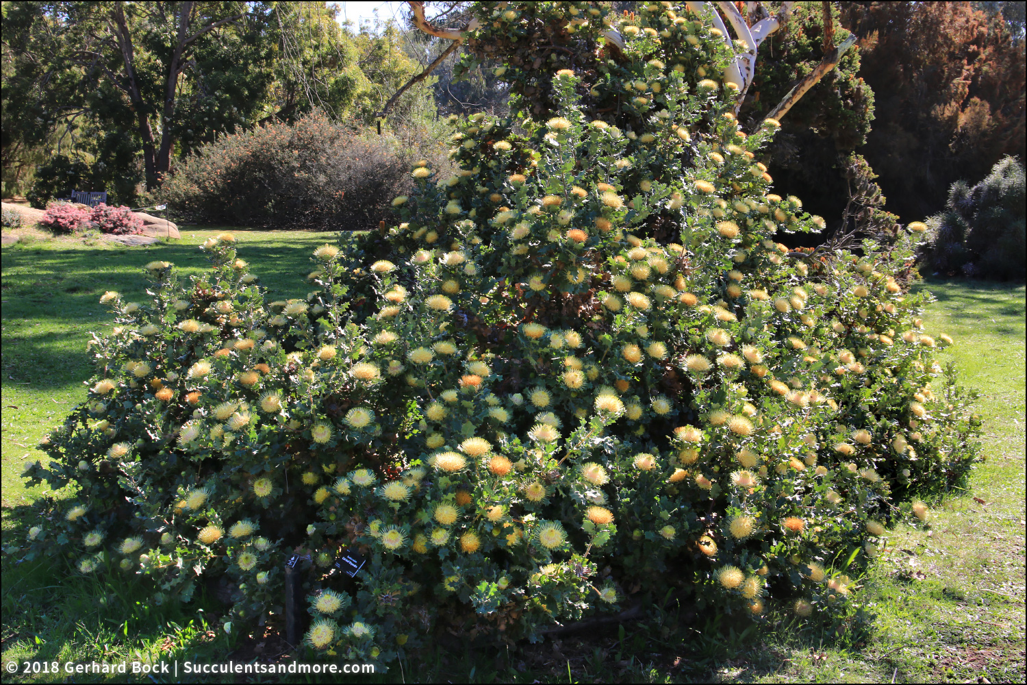 UC Santa Cruz Arboretum in late winter: Australian Garden