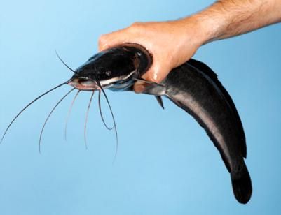 Quite different from others: How to Clean a Catfish by Yourself