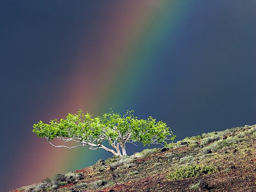 Prepare To Meet The Lord: The Fig Tree (Israel) is 63!