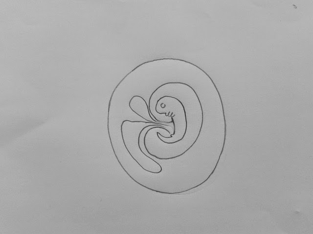 DRAW IT NEAT: How to draw embryo