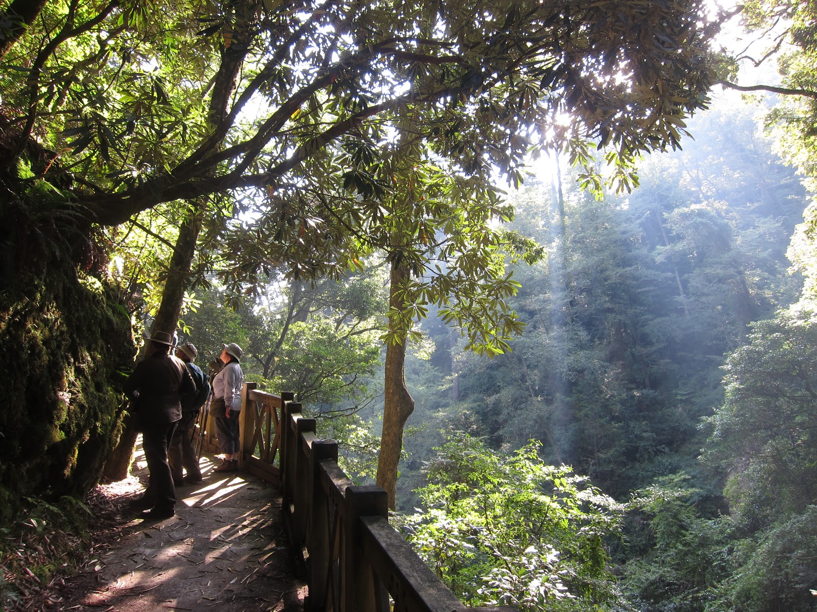 Birding Taiwan: General Nature Tour