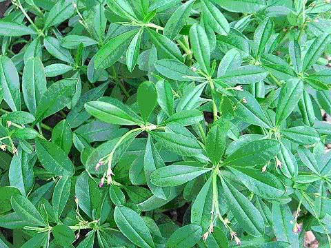 Talilong Leaves Sinigang (Recipe) | Read The Net