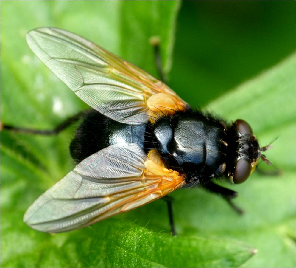 Insects of Scotland: Other Flies/Picture-wing Flies