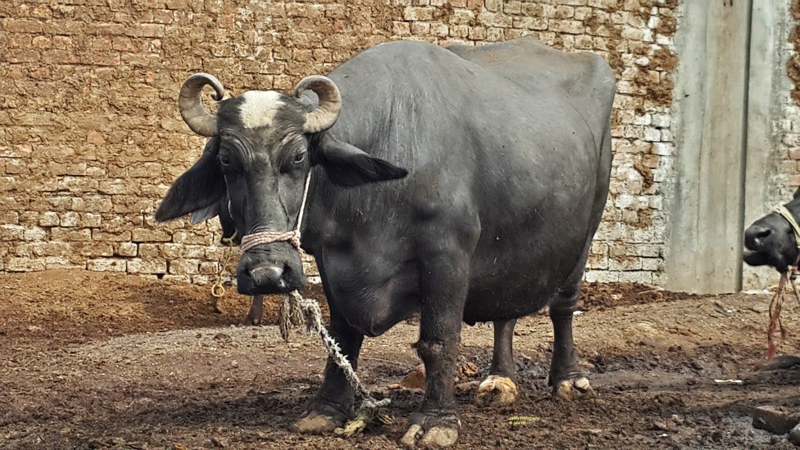 The Buffalo Barn and Doodh Patti ~ Jaho Jalal