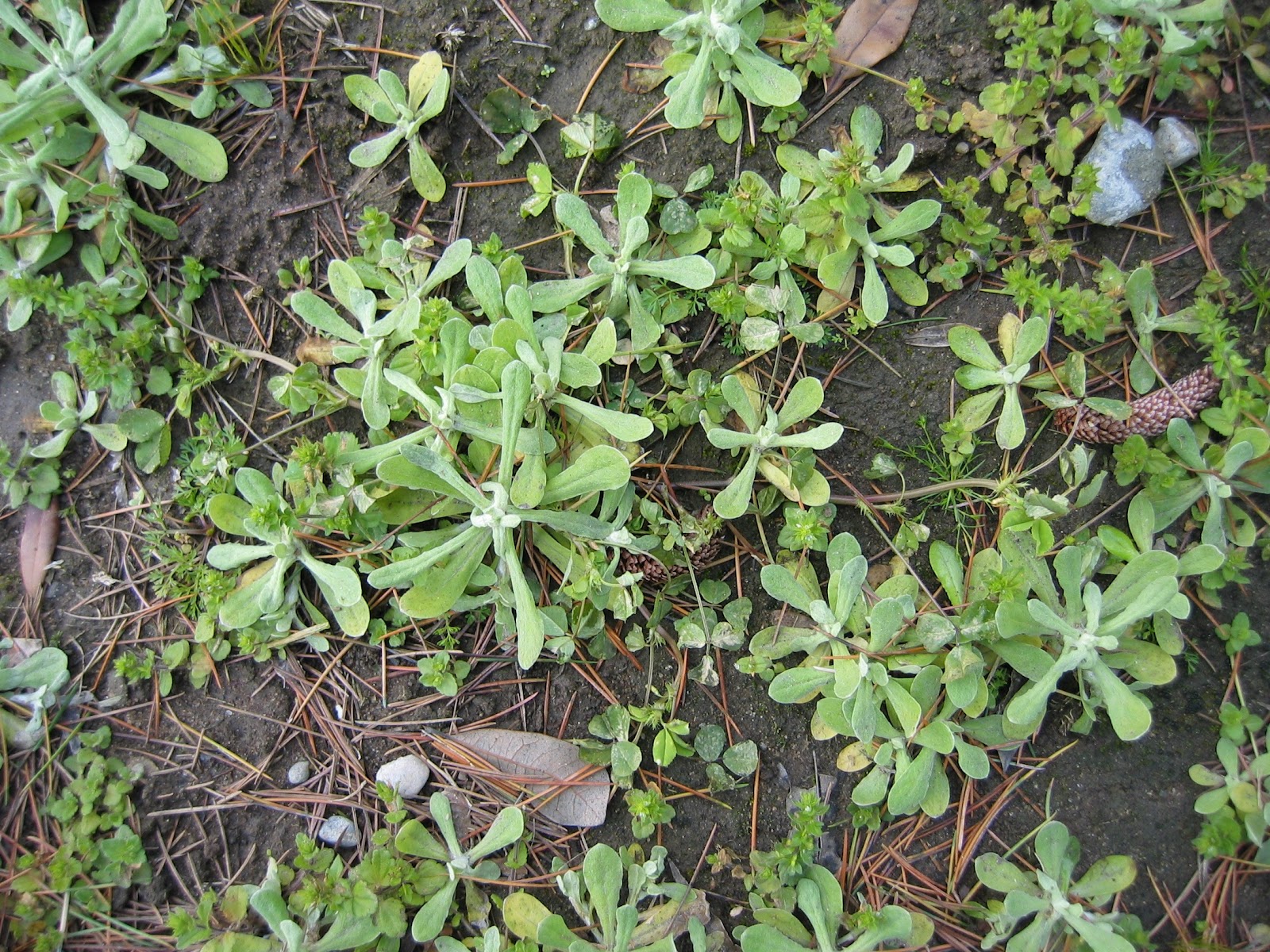 Lawn and Landscape Tips from the Turf Doctor: Winter Weeds Have Arrived!
