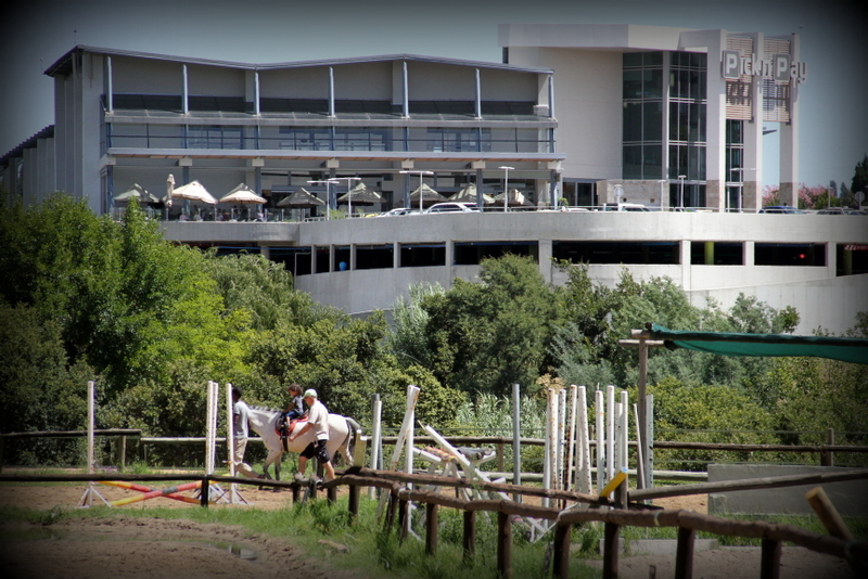 Under our own olive tree: A river runs through it