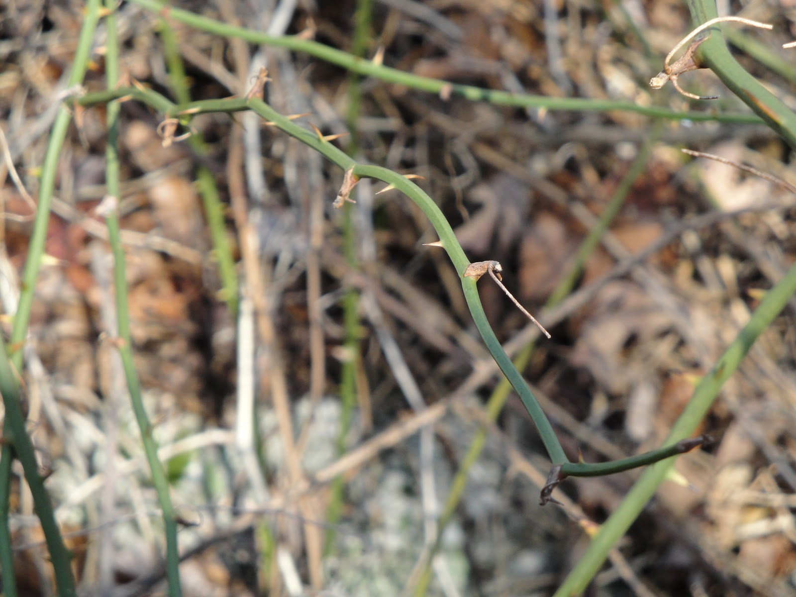Dale Rides Her Bike: An Adventure with No Agenda