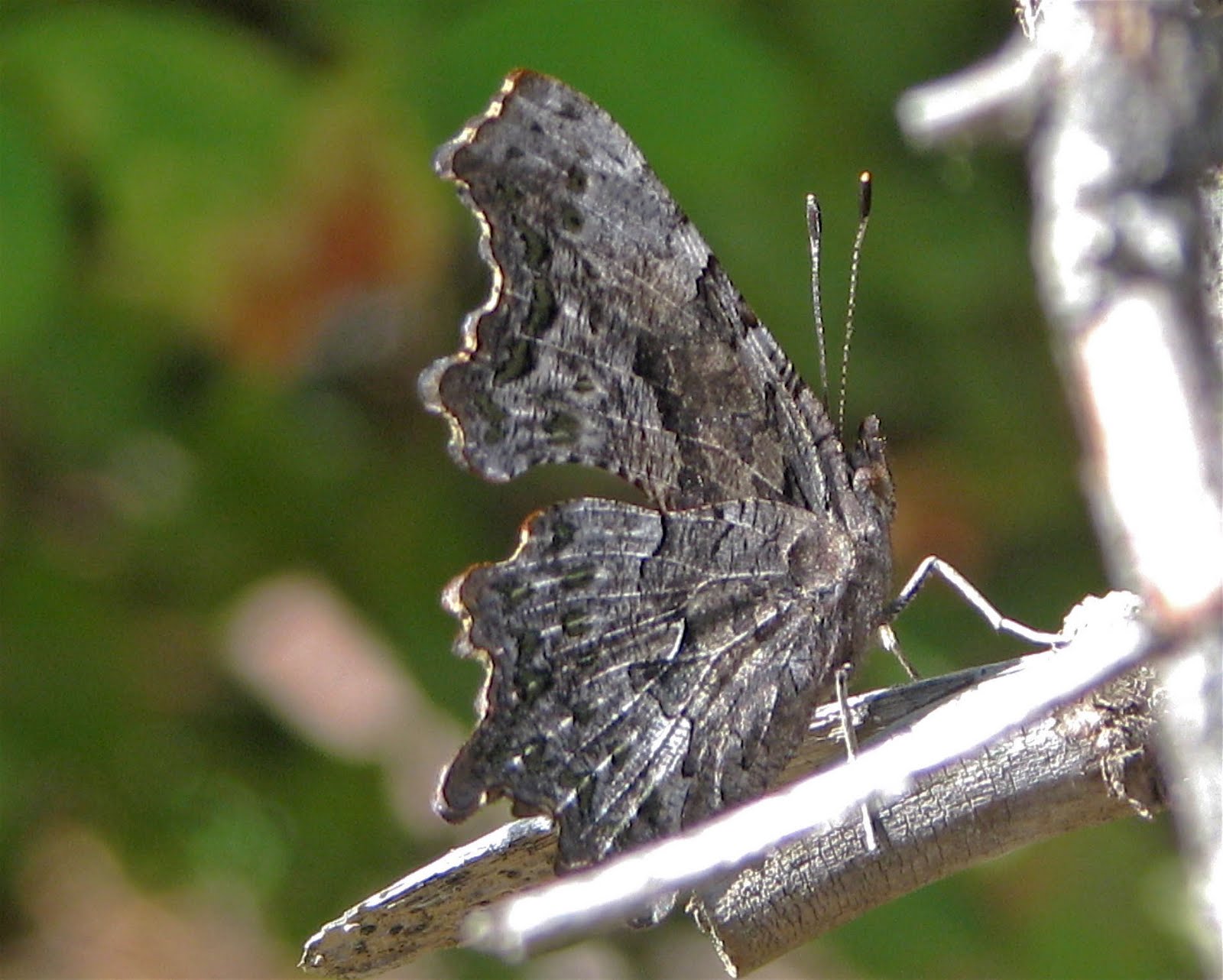 Green Comma ~ Butterfly of The Earth