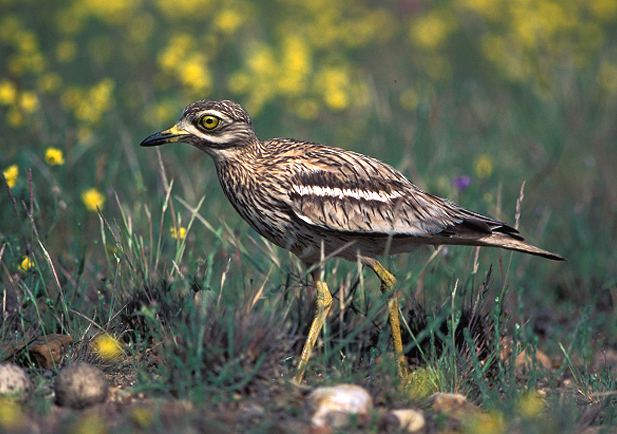 El Cajón del Maestro: Alcaraván Común.