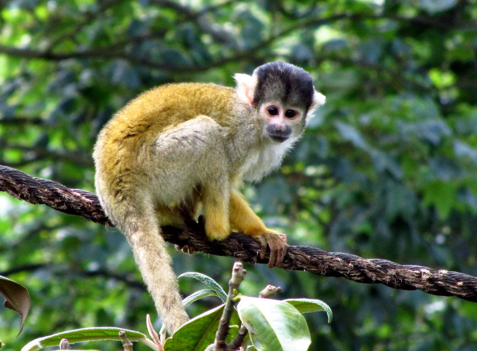 2011 - A Smile A Day: 5-13-11 - Black-Capped Squirrel Monkey At London Zoo