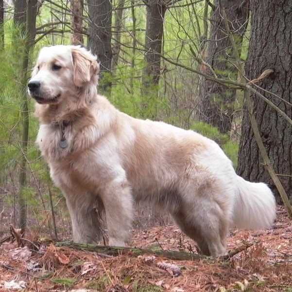 Γκολντεν Ριτριβερ (Golden Retriever) | Ένας σκύλος για σένα