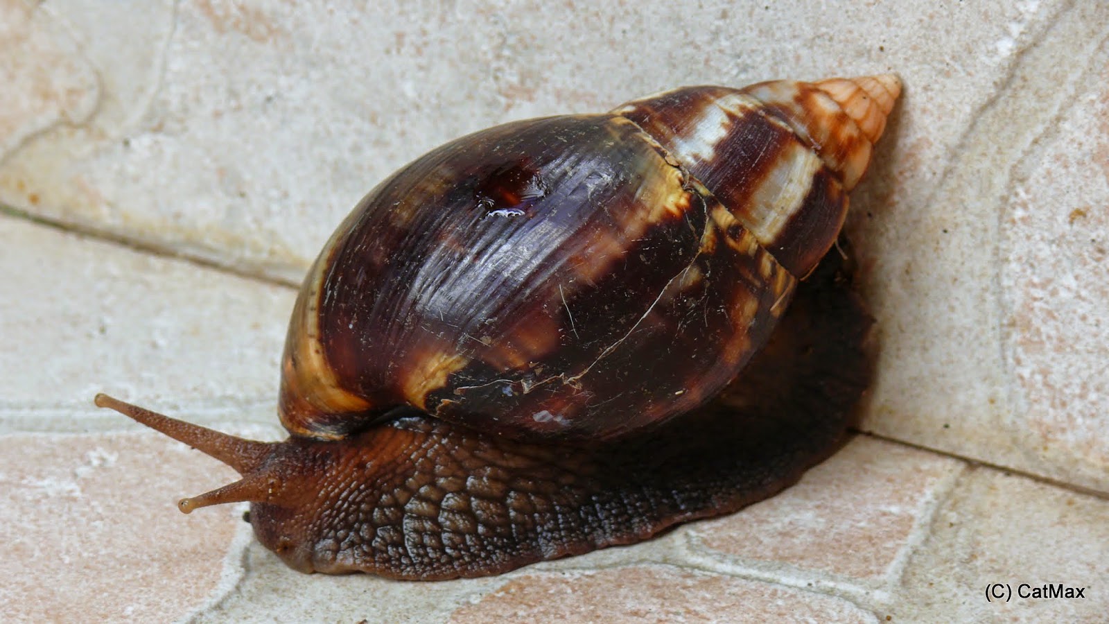 L'Aventure Martiniquaise: Le mega escargot - Huge snail
