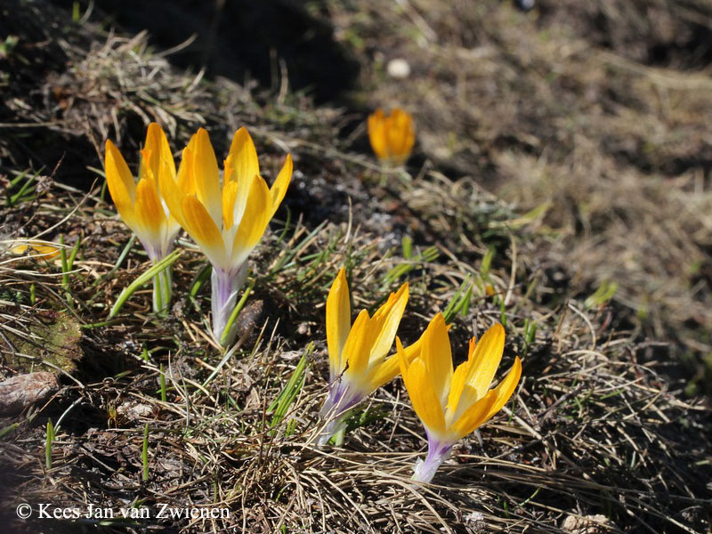 The Country Of Crocuses: Crocus scardicus