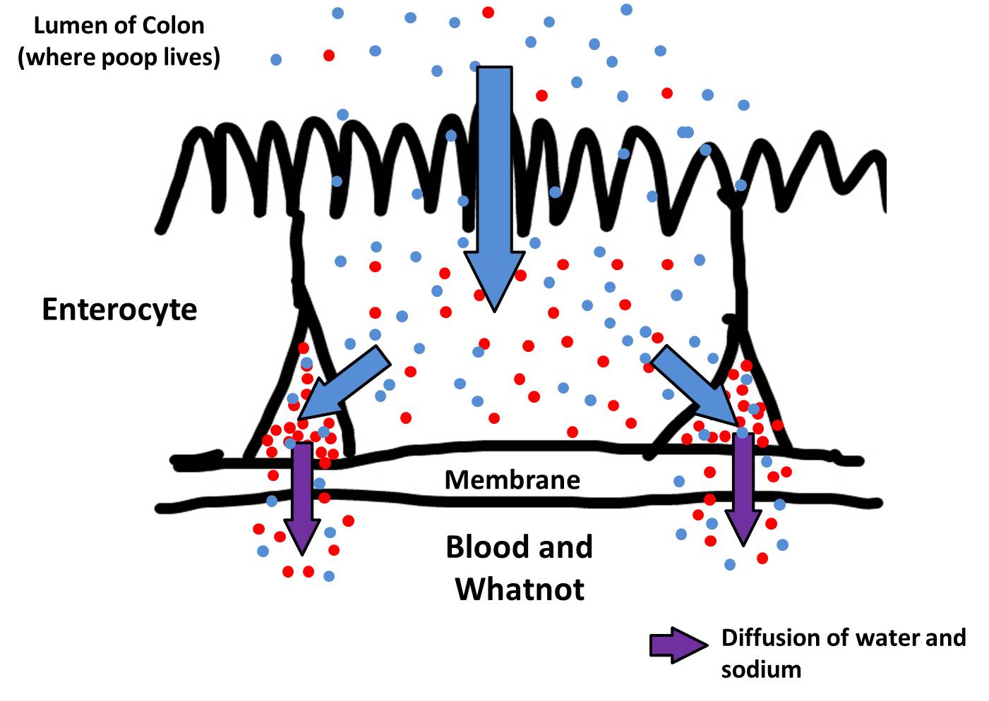 According2Robyn: Digestive System, Part 9: The Colon