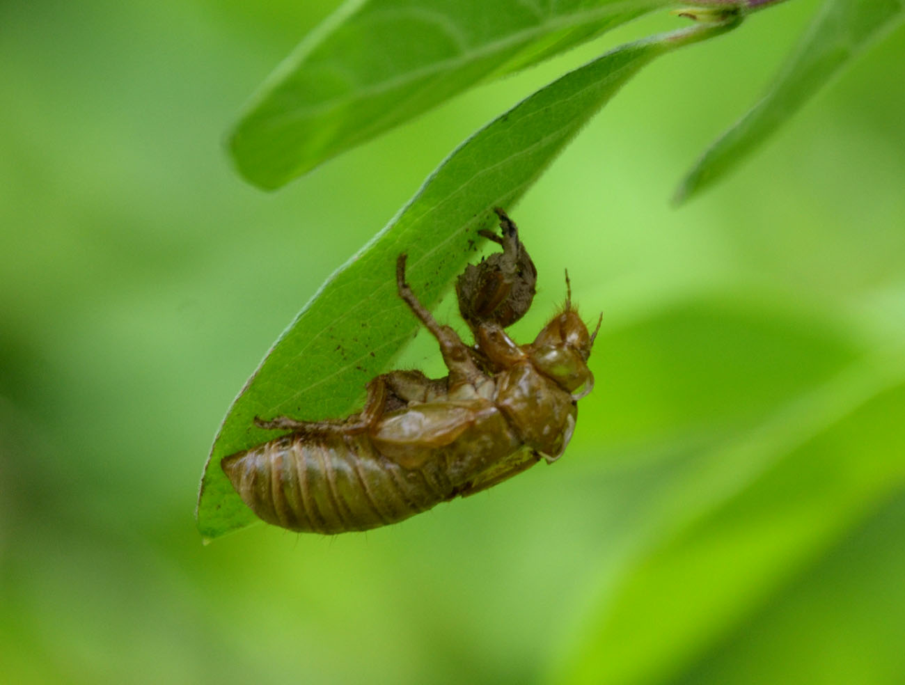 Woods Walks and Wildlife: Magicicadas!