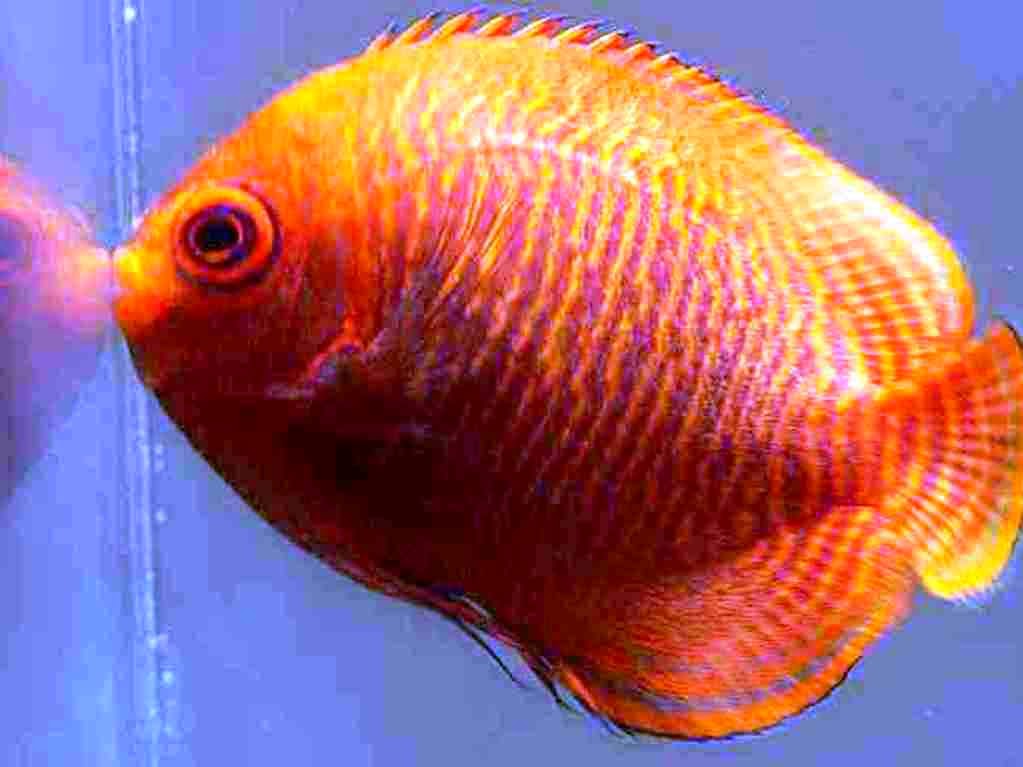 Angelfish - Ikan Angel