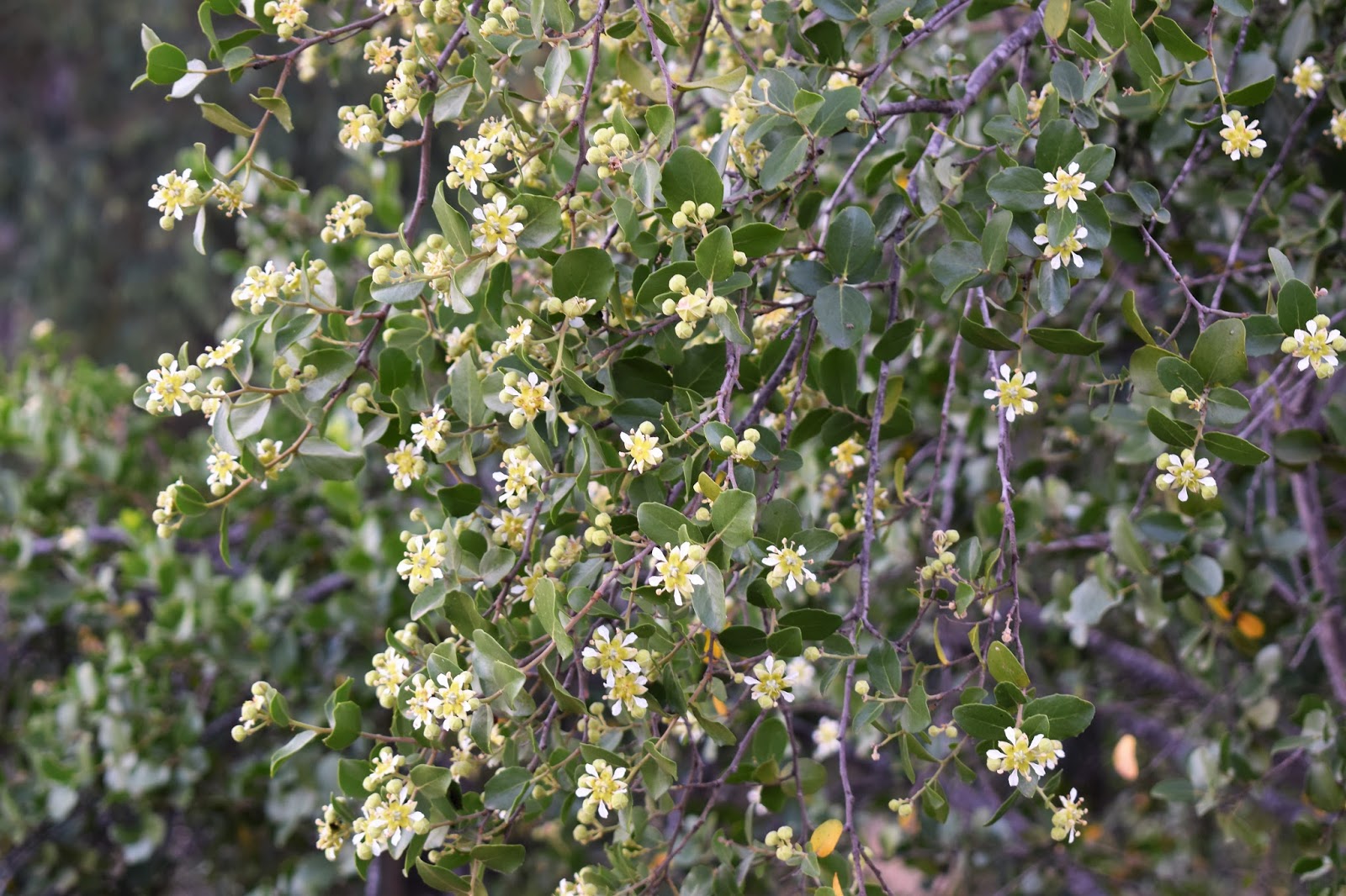 Fernando Ruz: Plantas nativas de Chile: Quillay, küllay, Quillaja saponaria