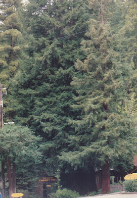 PlacesPages: 1992 California Trip: The Living Chimney Tree