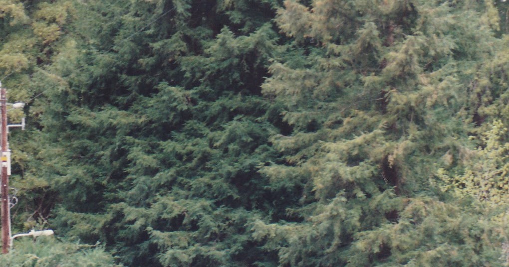 PlacesPages: 1992 California Trip: The Living Chimney Tree