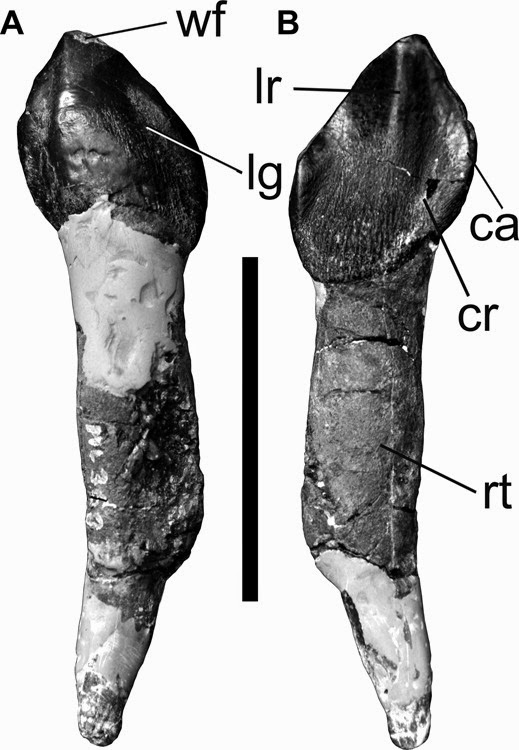 Lusodinos- Dinossauros de Portugal: Zby atlanticus em imagens