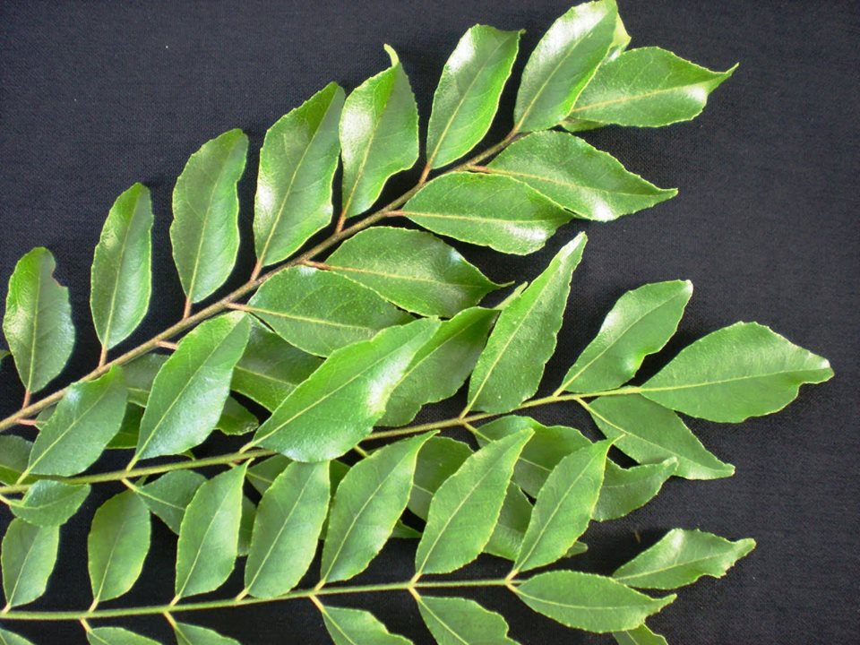 JariJemariku: 7 Khasiat Daun Kari