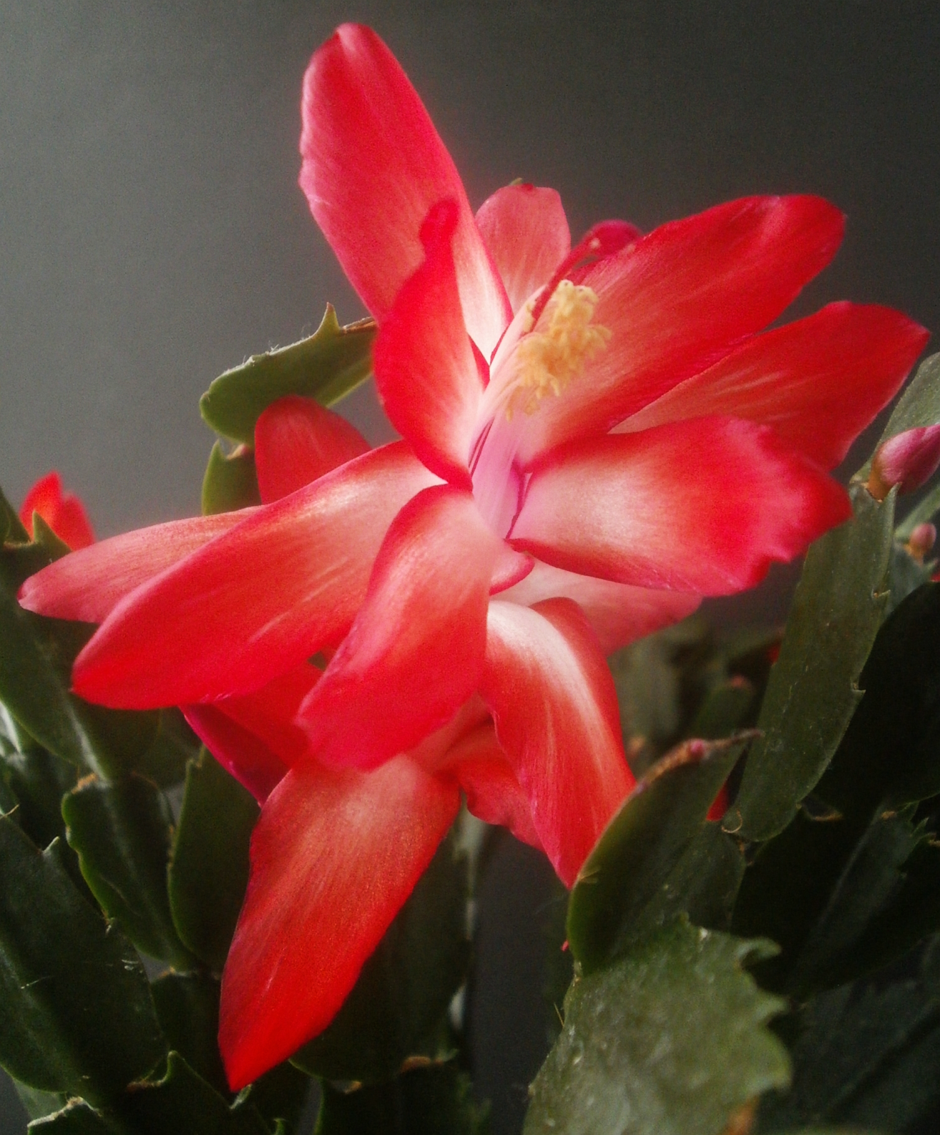 Plants are the Strangest People: Pretty pictures: Schlumbergera