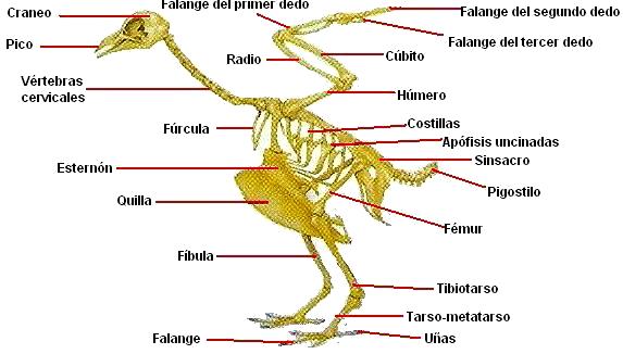 DE JESUS GÓMEZ: DIBUJOS DEL ESQUELETO OSEO DE LAS AVES DE JESUS GÓMEZ: DIBUJOS DEL ESQUELETO OSEO DE LAS AVES