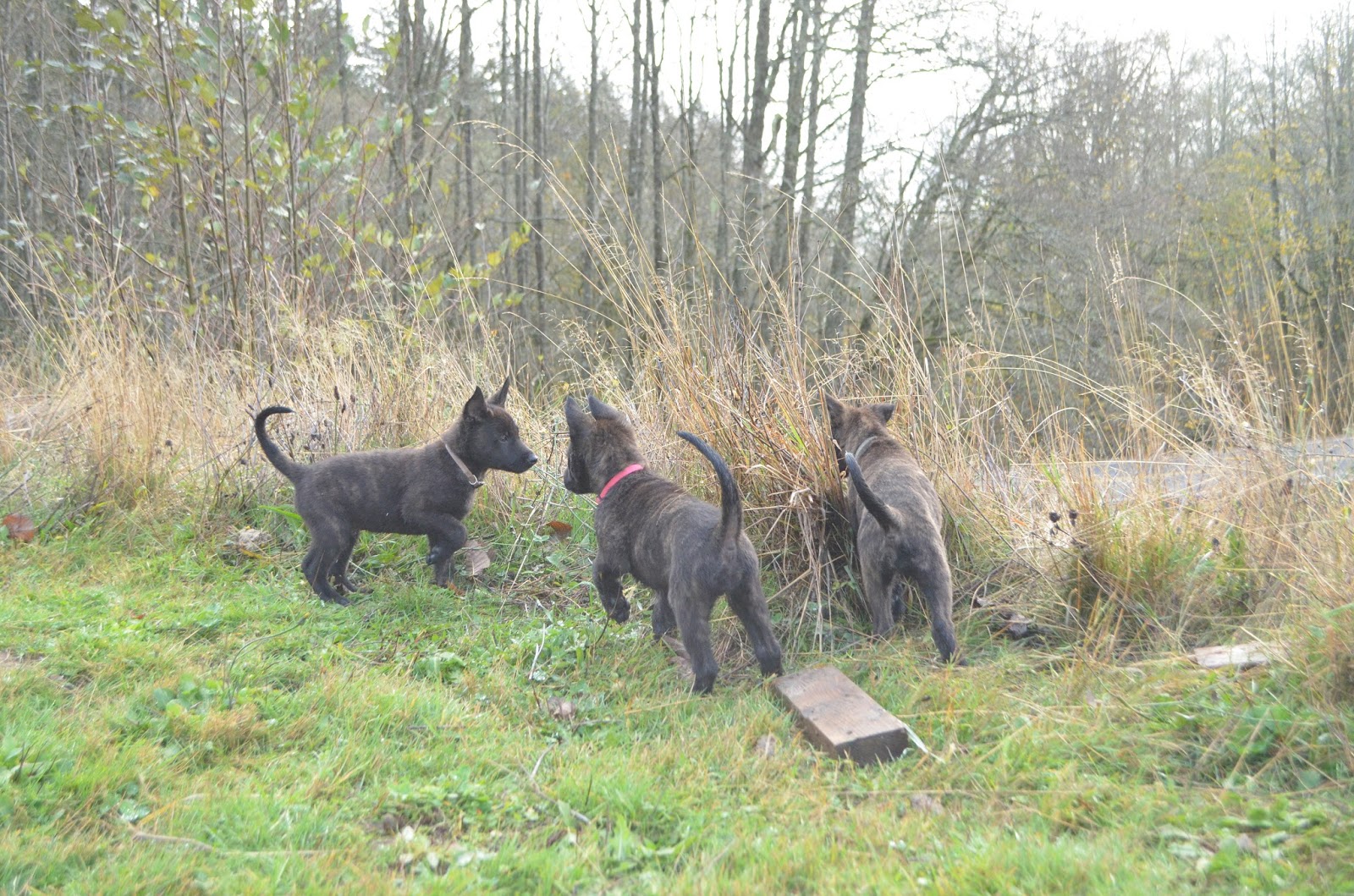 Pleasant Dreams Farm: T minus 7 days.