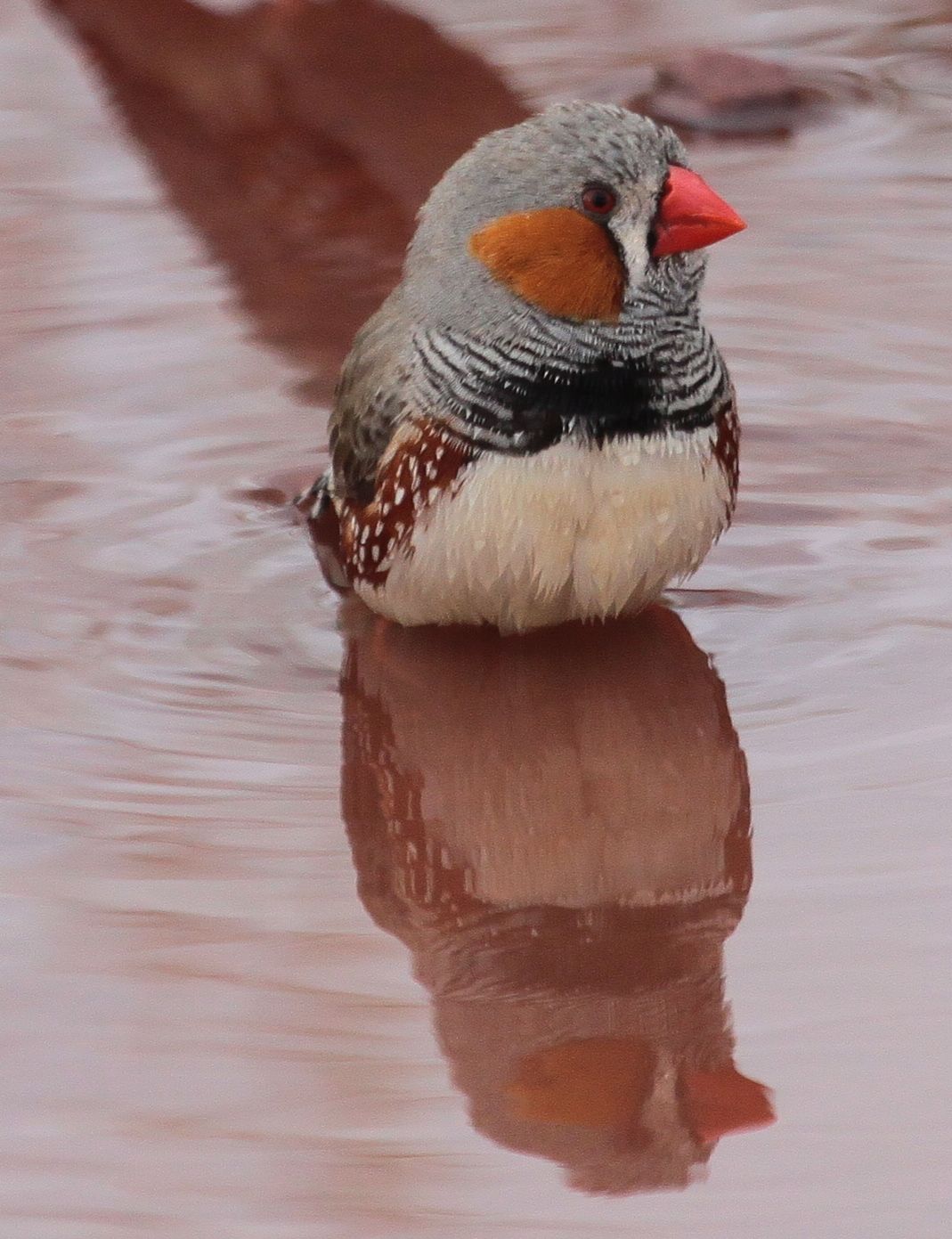 Richard Waring's Birds of Australia: Wild Zebra Finch Bath Time ...