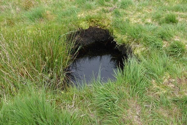 The Rainforest Fund Project: 30 Days Wild - Day 10 - Malham Tarn Peat ...