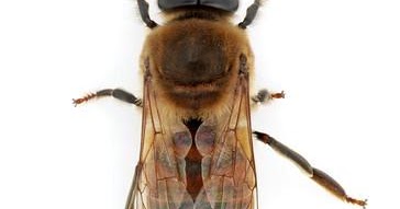 CORONA APICULTORES: LOS ZÁNGANOS