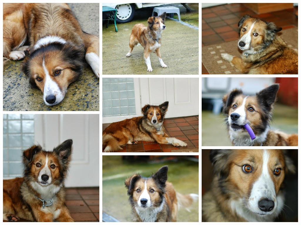 Mallie the Doolally Welsh Collie Pet Portraits Dorset UK artist paints ...