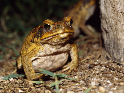 Cane Toad | The Life of Animals