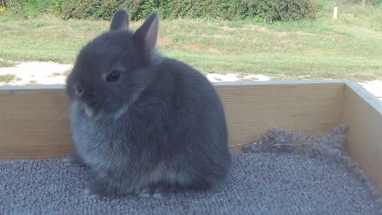 Son Rose Rabbitry