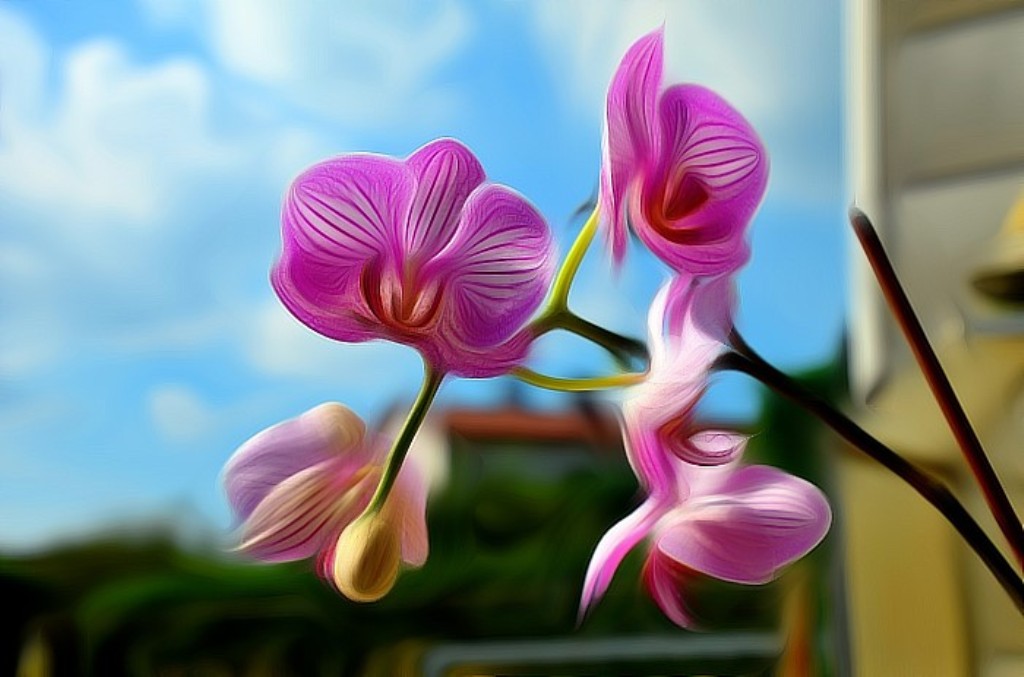 ps-pictureshop: Orchideen, orgideë, orchids, Orhideje, Орхидеи