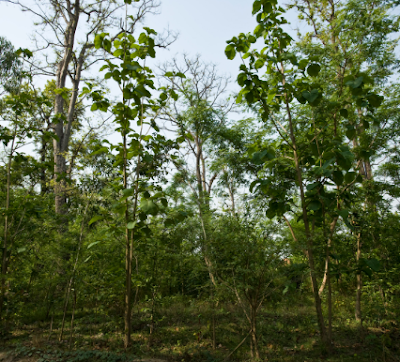 Tree Species Found in Terai Region of Nepal - Blogger Nepal