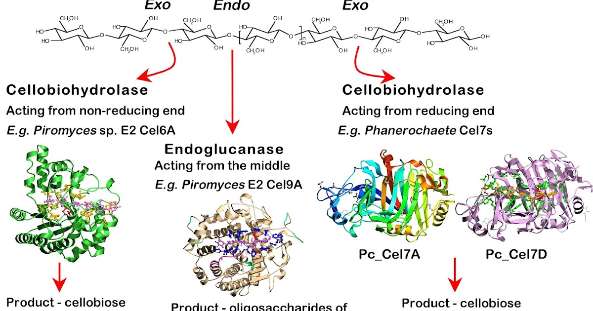 Emerald Biology: Fuels for Biofuels part 5: free cellulases and ...