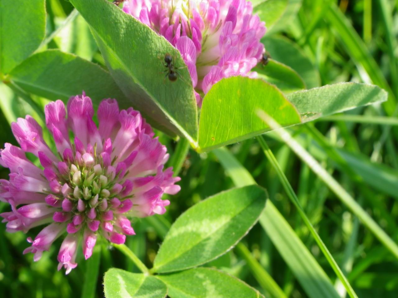 Les fleurs de trèfle rose