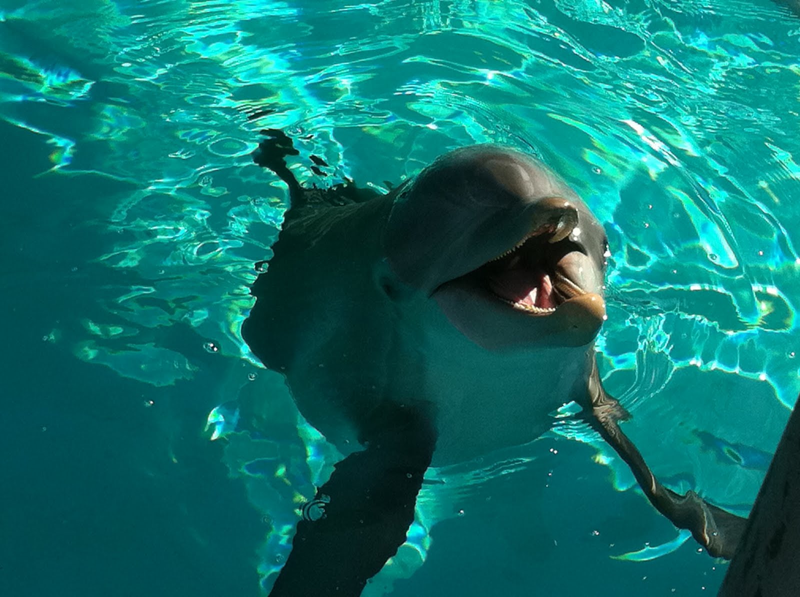 Movies: Dolphin Tale (2011)