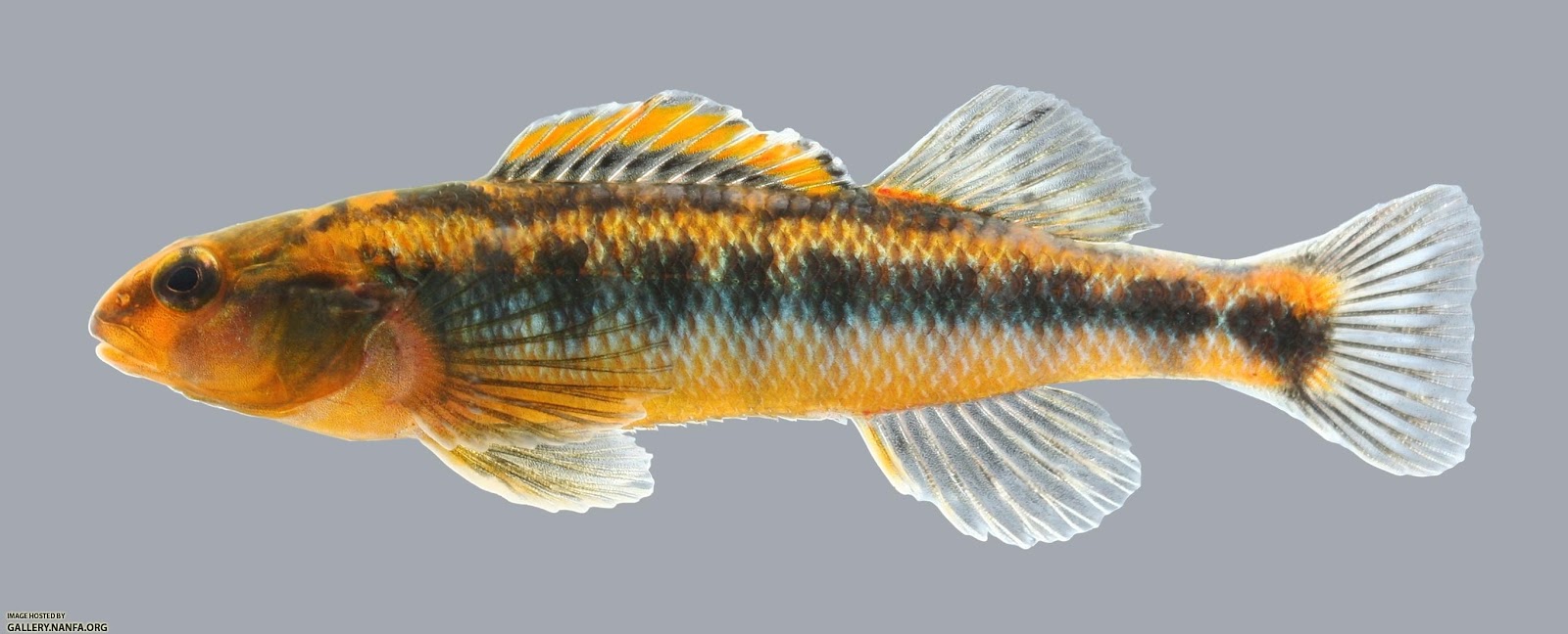 Virginia Tech Ichthyology Class : Appalachia Darter: An Endemic Black ...